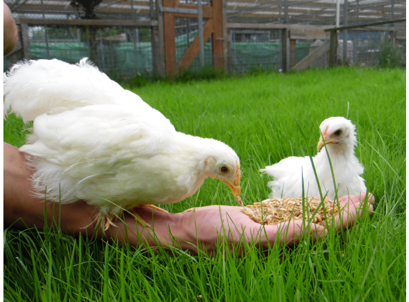 Wat is het beste kippenvoer?